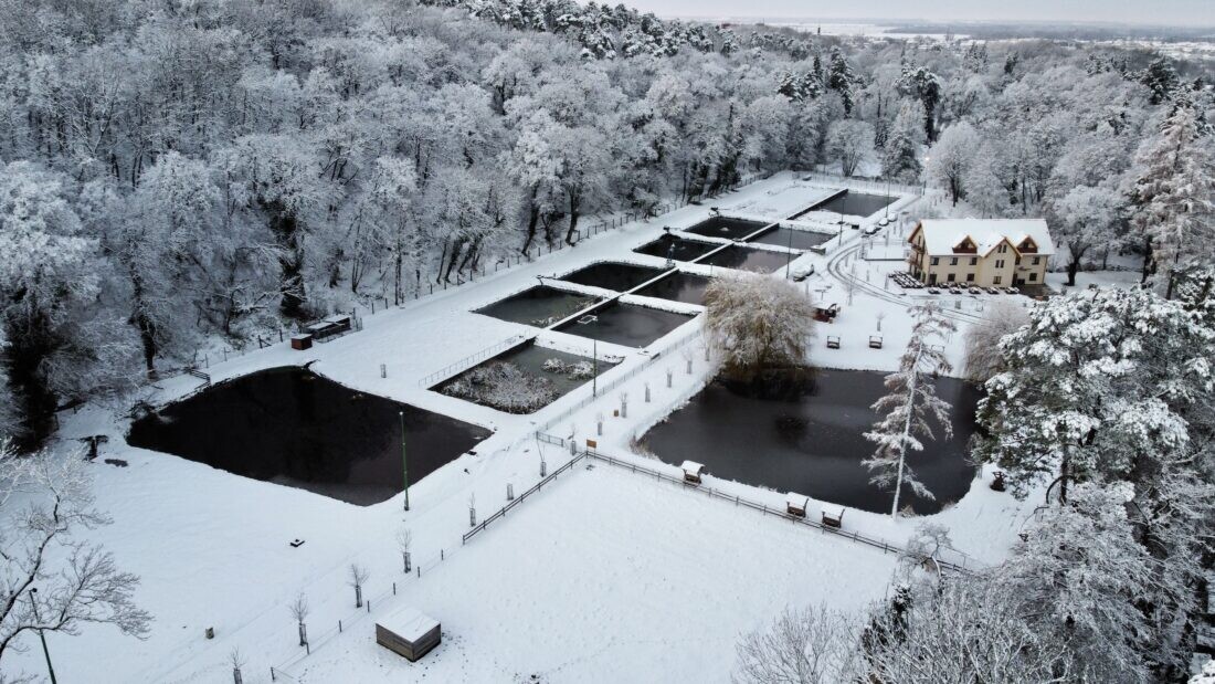 Chutí po bahne a má priveľa kostí? Majiteľ Rybárstva Stupava vyvracia ...
